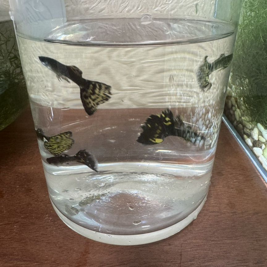 Гуппи Московская Филигрань (5 самцов )