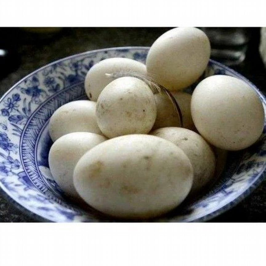 Инкубационное яйцо индоутки