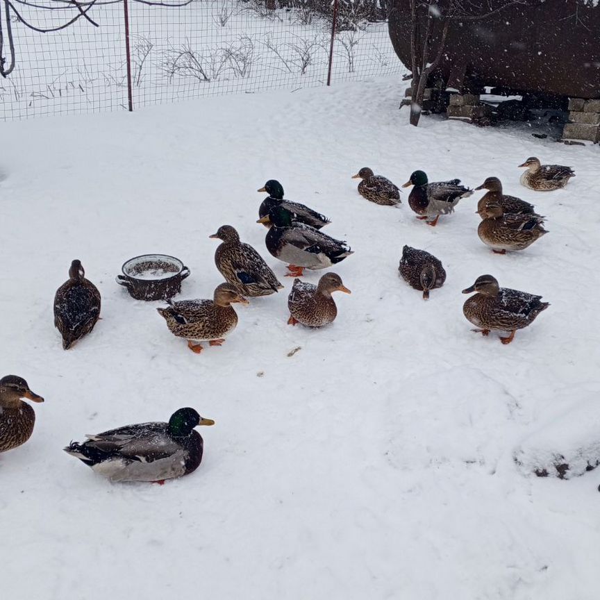 Подсадные утки для охоты