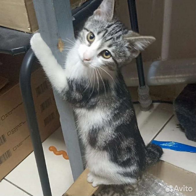 Котёнок Ладушка