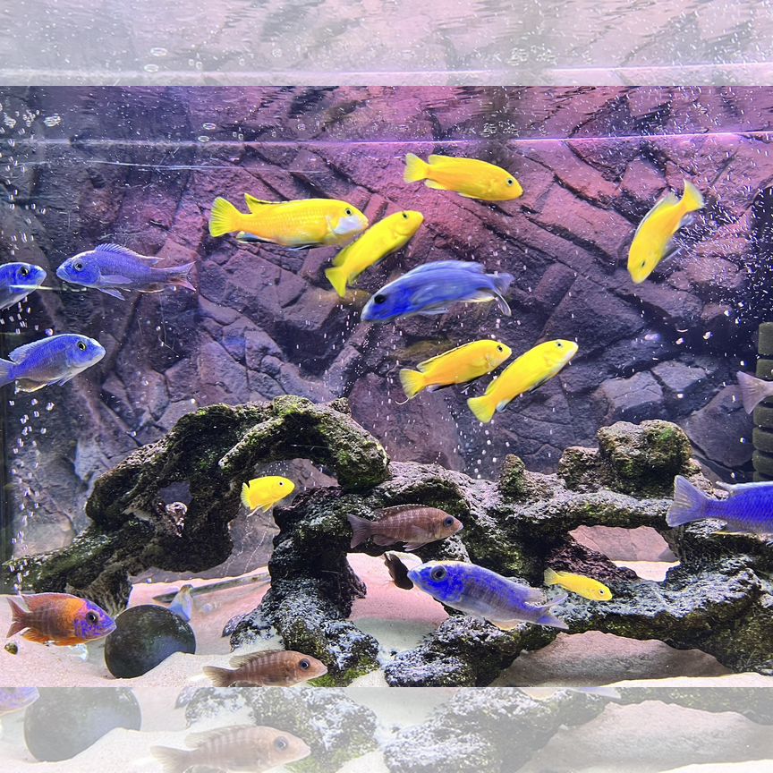 Цихлиды Еллоу