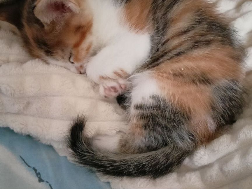 Кошка