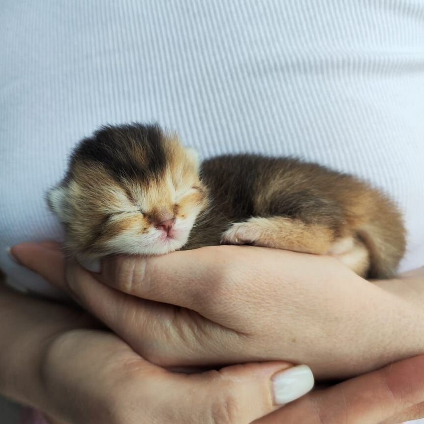 Шотландские принцессы