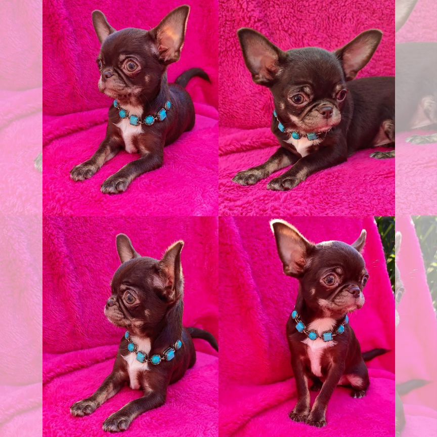 Девочки чихуахуа