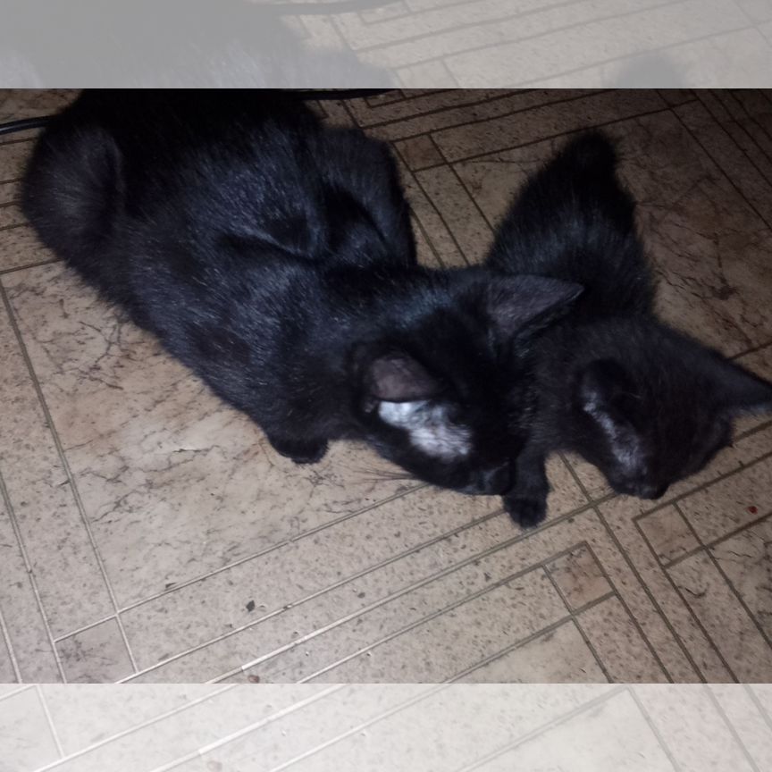 Британский короткошёрстный котёнок