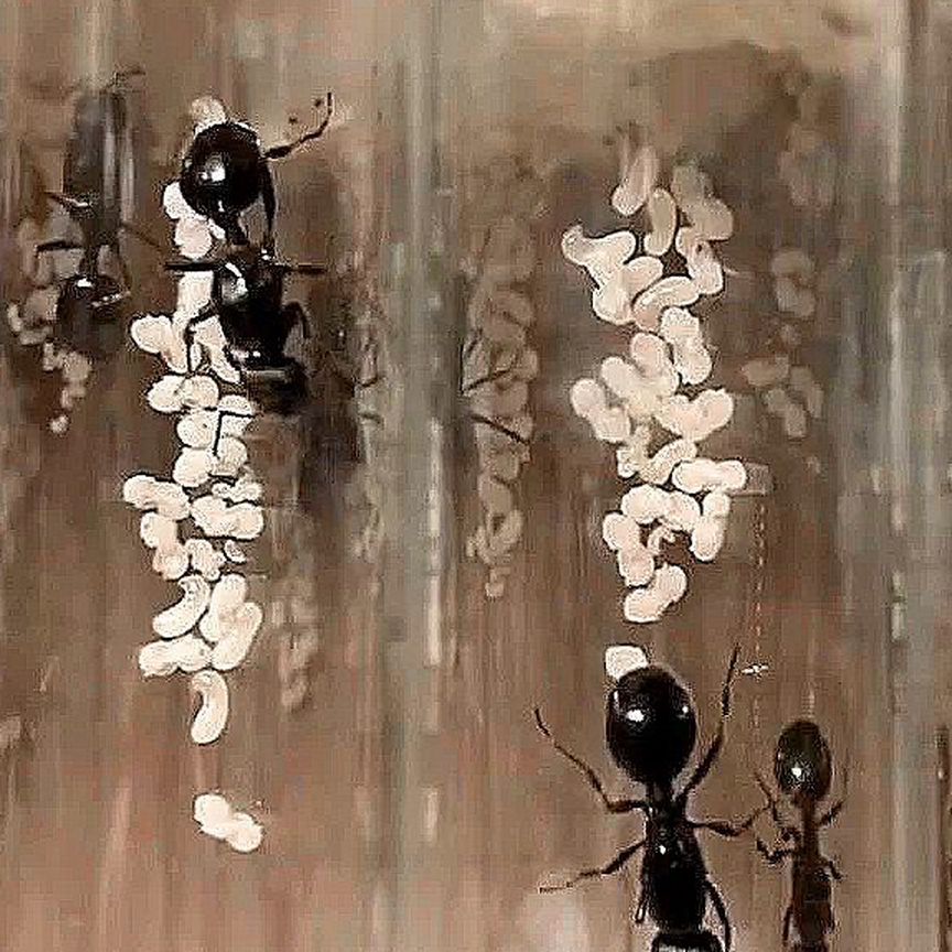 Муравьи для фермы готовы к заселению