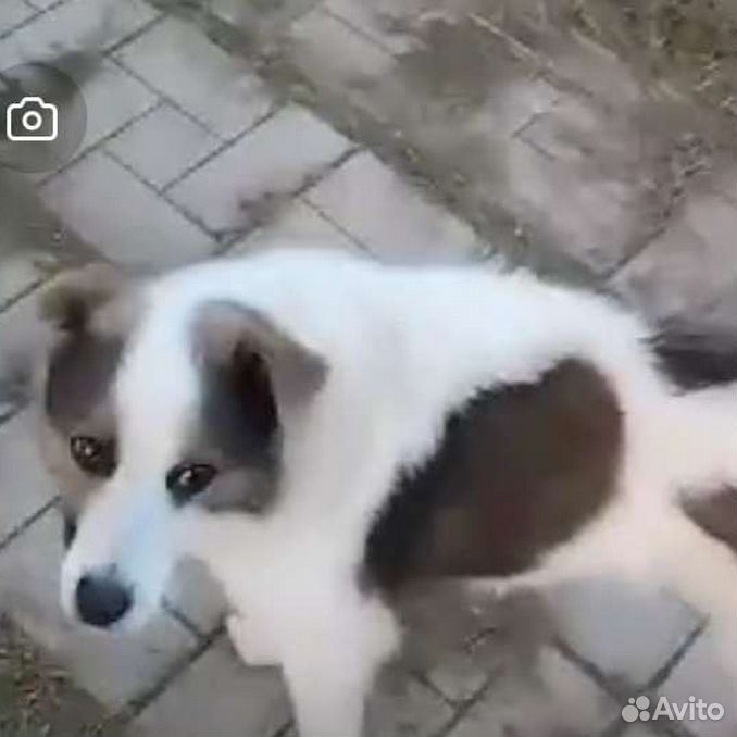 Собака помесь лайки в добрые руки