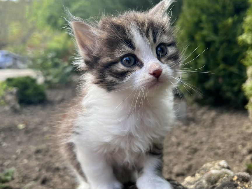 Котята ищут семью