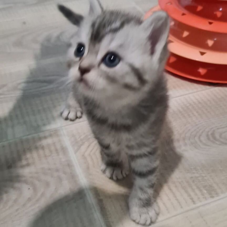 Британские котята