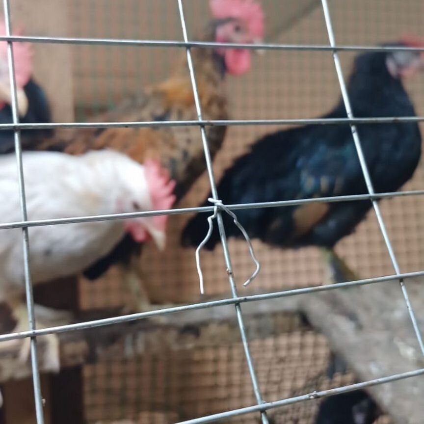 Петушки Бентамки мини