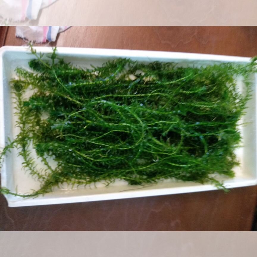 Аквариумные растения