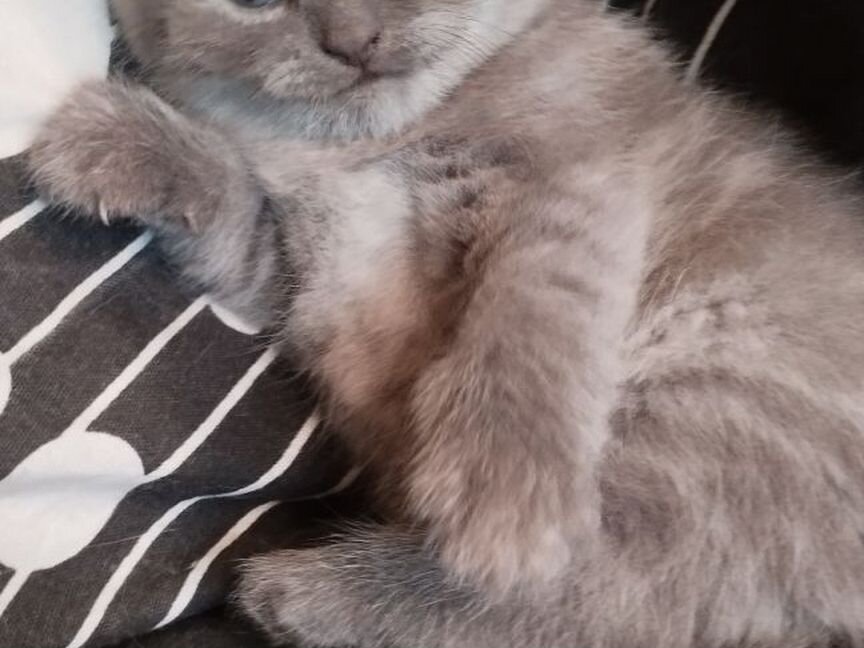 Вислоухий плюшевый малыш