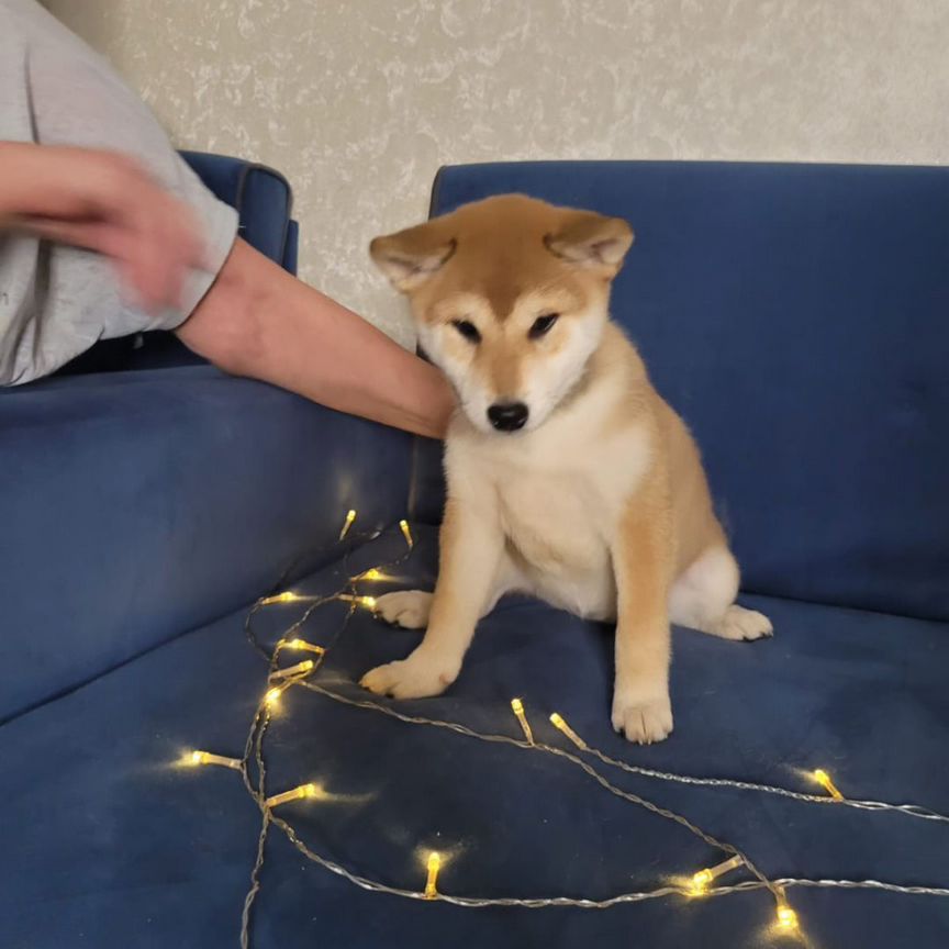 Сиба малышка РКФ