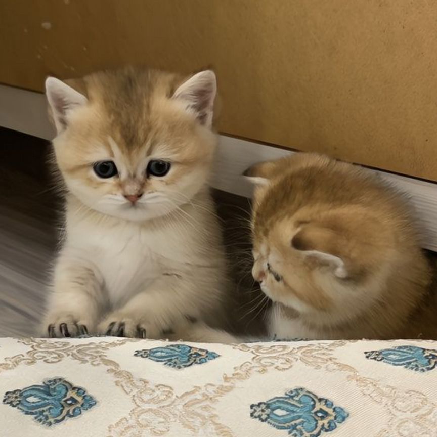 Шотландский прямоухий короткошёрстный котёнок