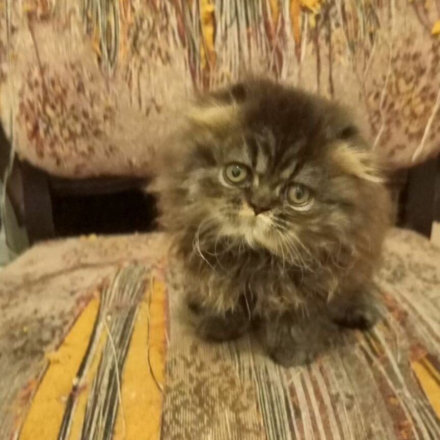 Персидская кошечка