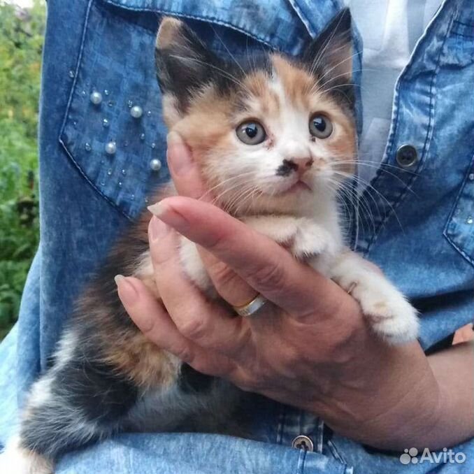 Две сестрички-близняшки трехцветки на счастье