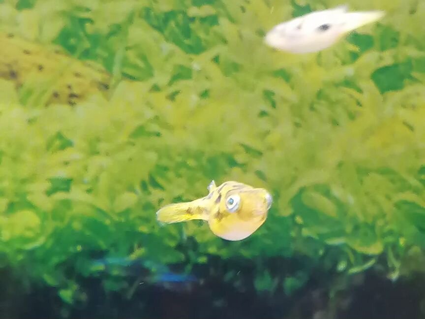 Тетрадон карликовый