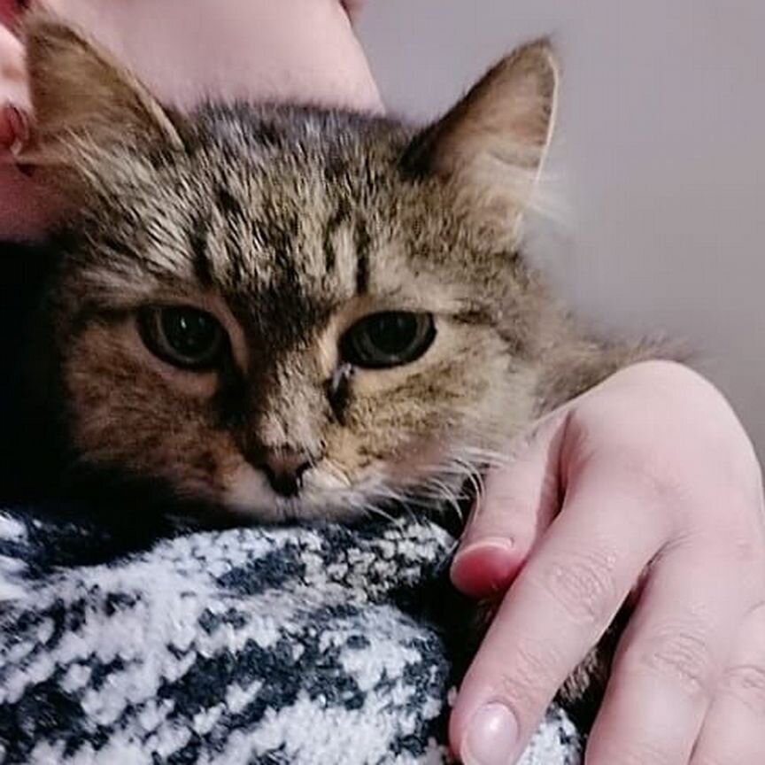 Кошка в добрые руки