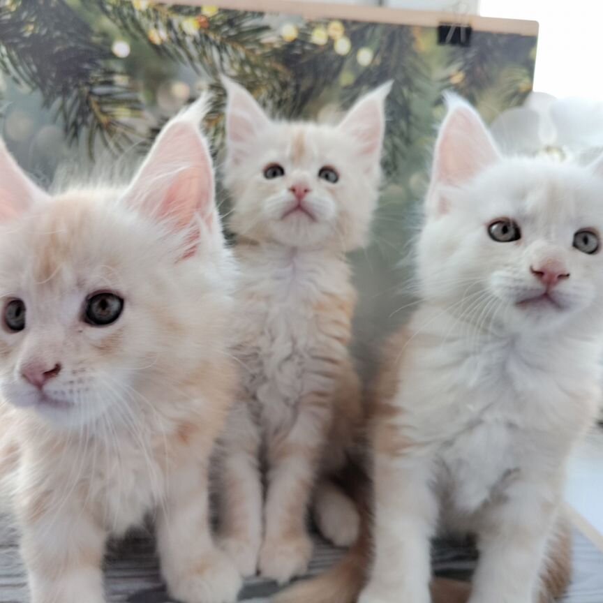 Котята Мейн-кун с документами