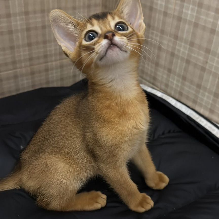 Абиссинские котята шоу класс клубные