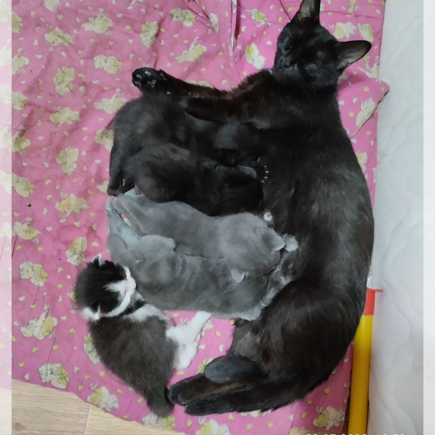 Котята в добрые руки даром