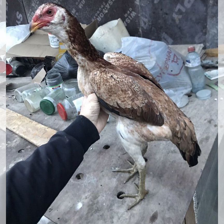 О шамо Япон шамо хинт