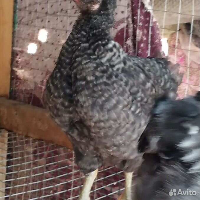 Петушки Гриз Бар