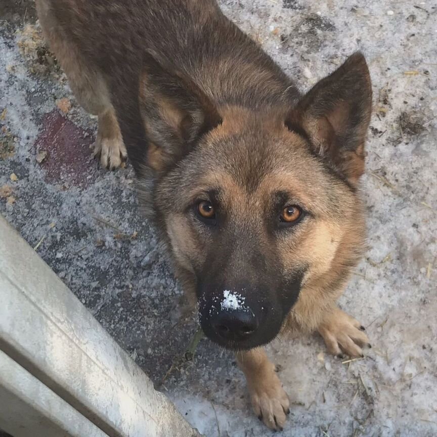 Собака кобель молодой