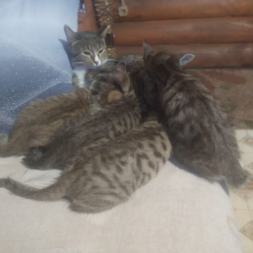 Домашние животные котята