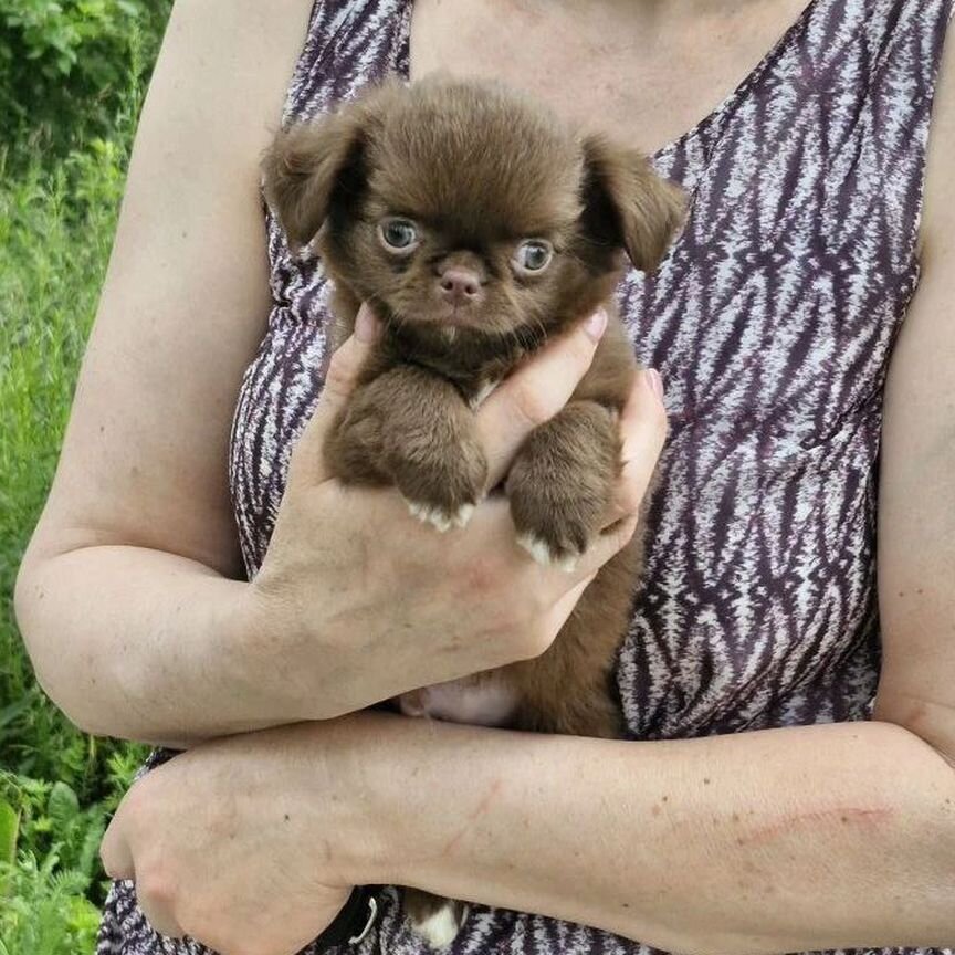 Чихуахуа, щенок