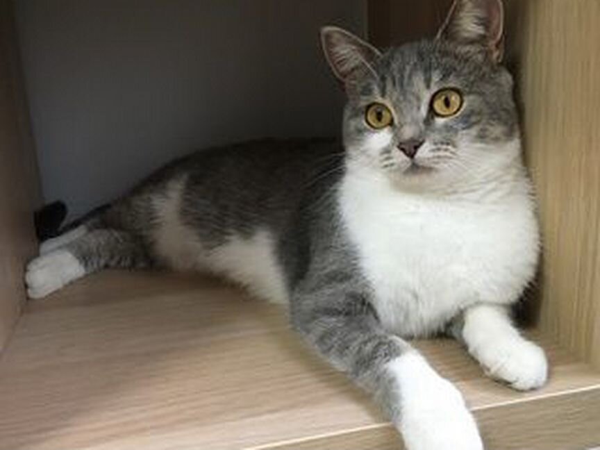 Кошечка в добрые руки