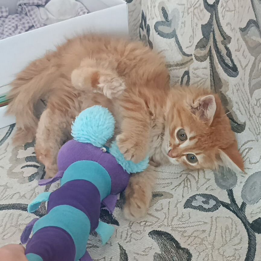 Котенок в добрые руки