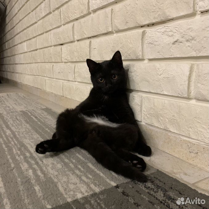 Красивая умная кошечка