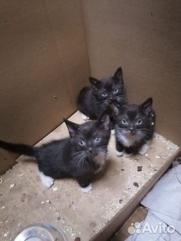 Котятки заводские ищут дом