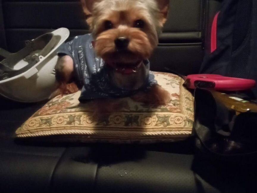 Йоркширский терьер