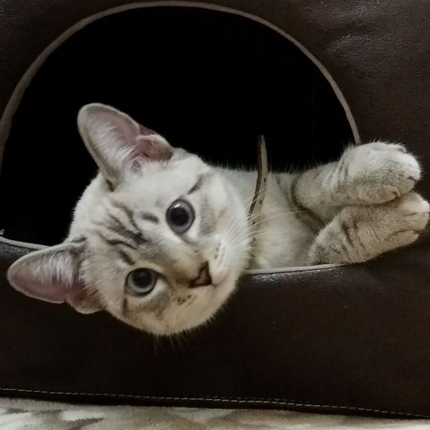 Отдам кошечку в добрые руки