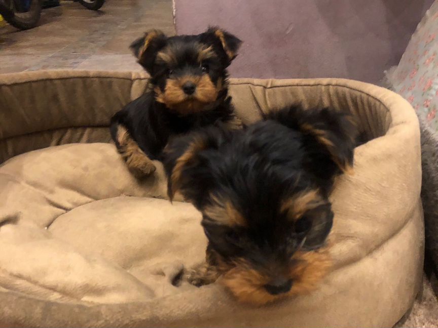 Йоркширский терьер щенки