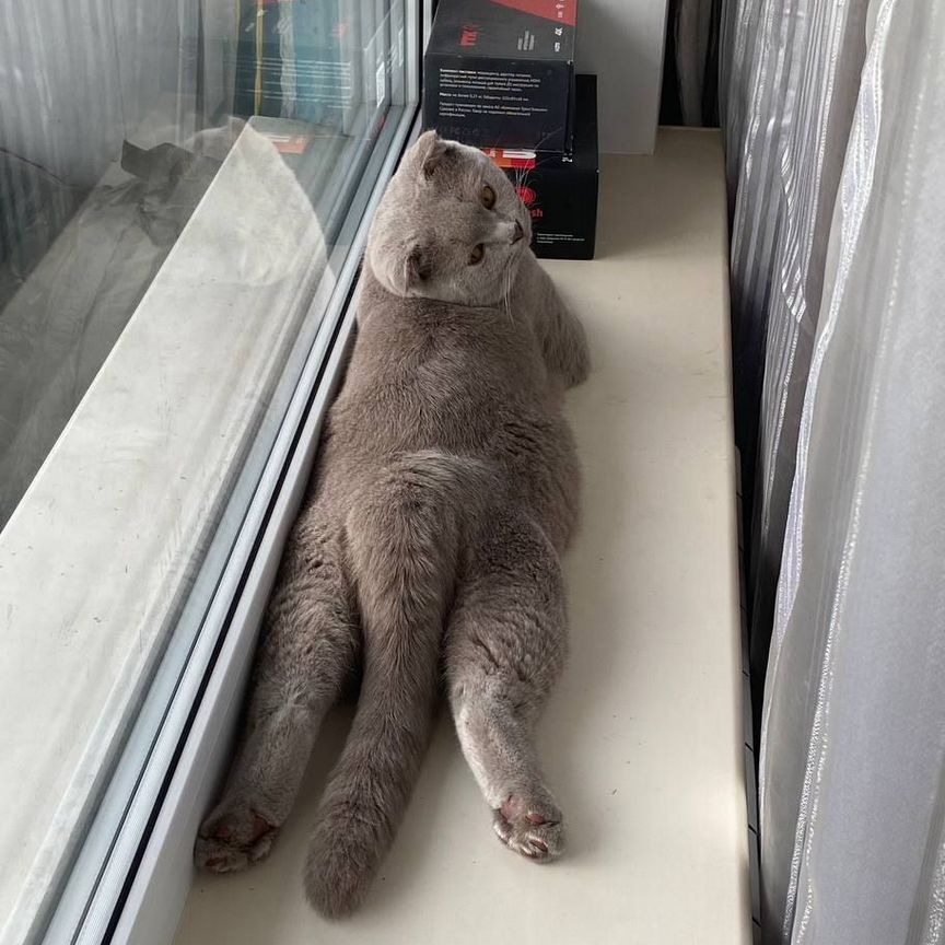 Шотландский вислоухий короткошёрстный кот, взрослый