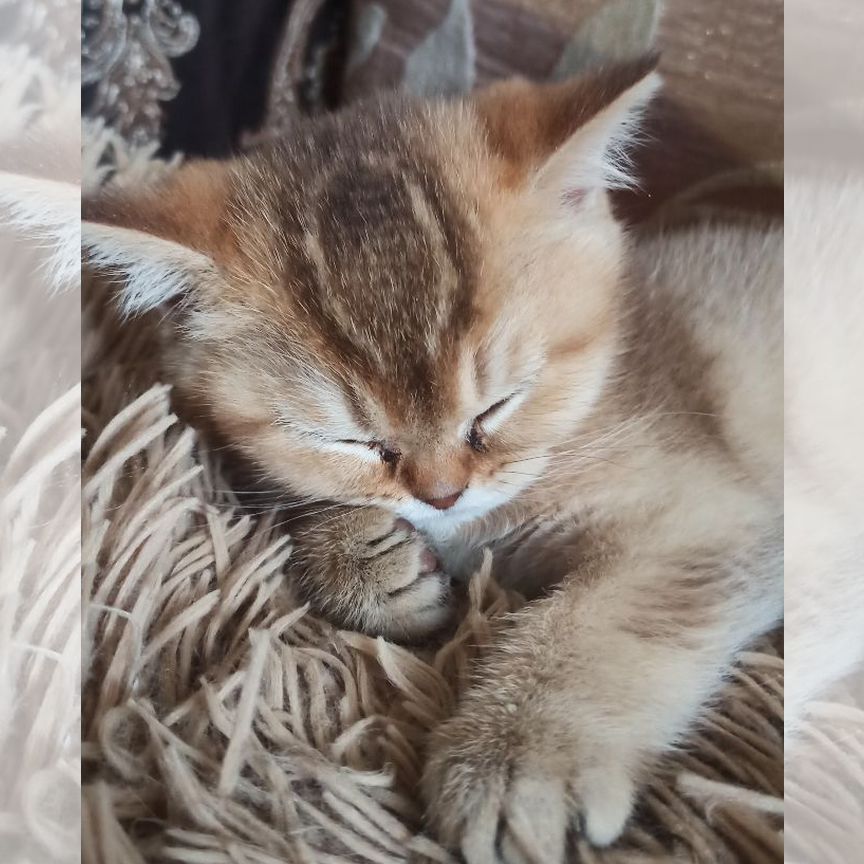Британский короткошёрстный котёнок