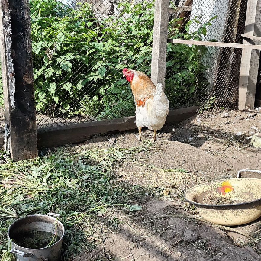 Куры и петухи домашние
