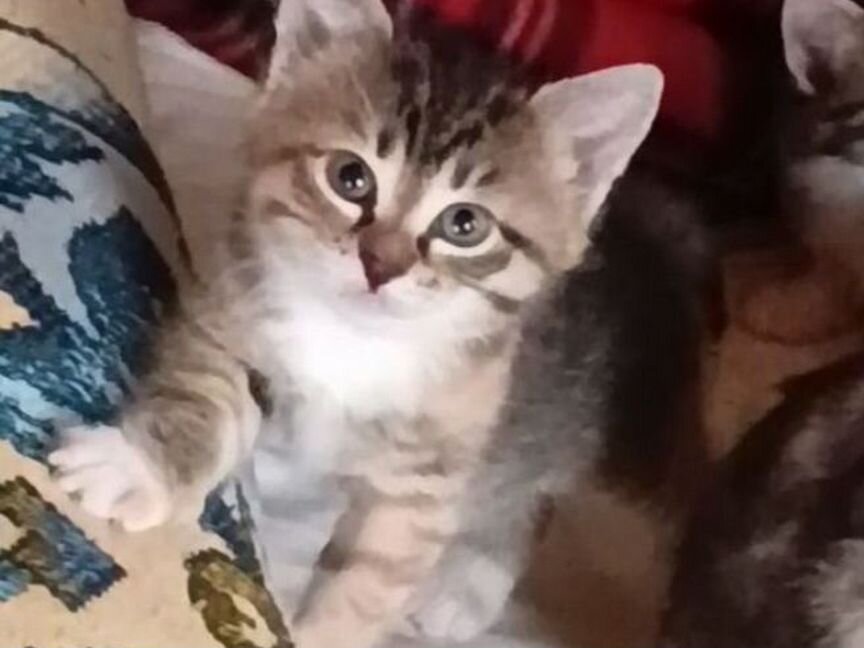 Котенок