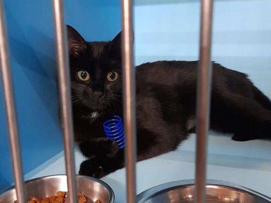 Черная кошечка из приюта