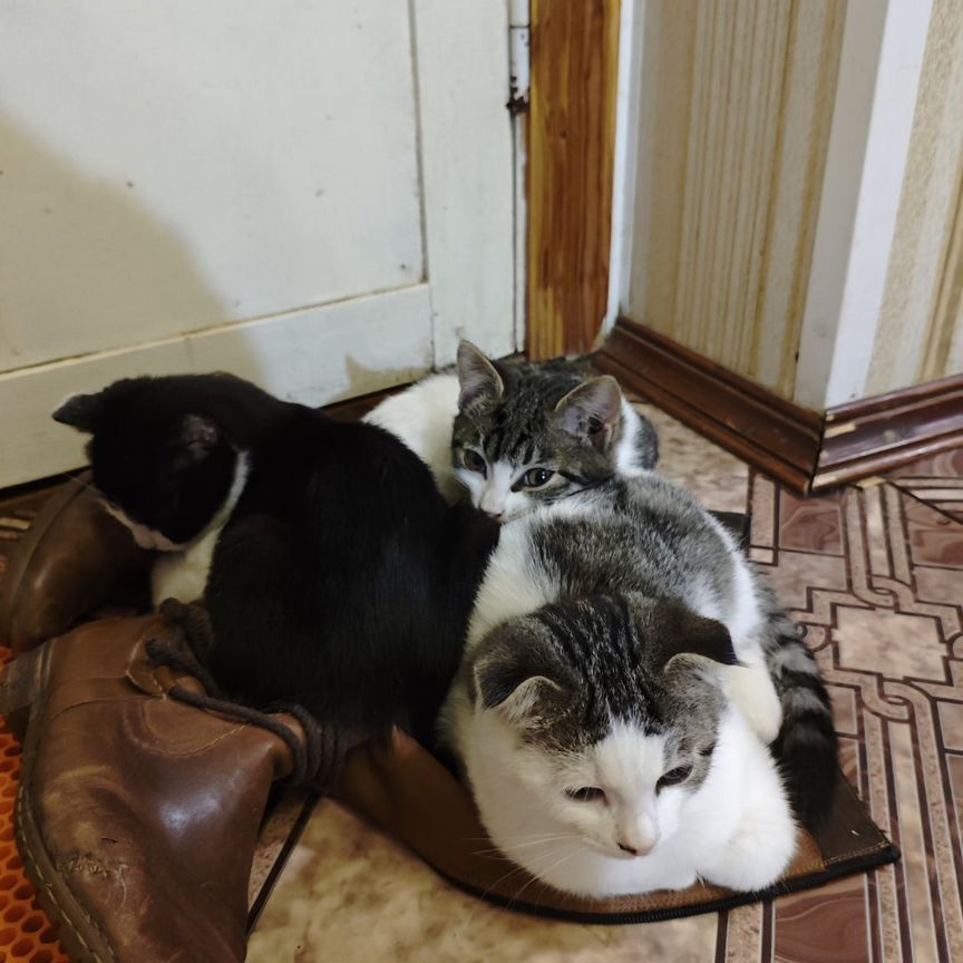 Отдам котят в добрые руки