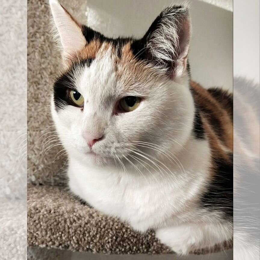 Взрослая, кошка в добрые руки