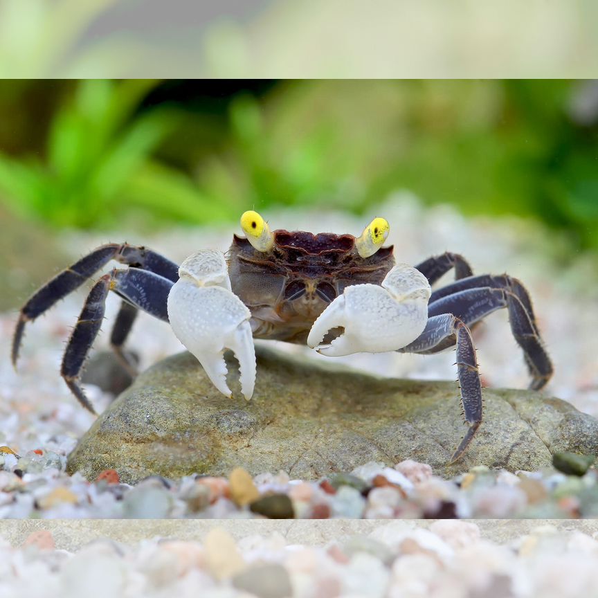 Краб вампир желтоглазый