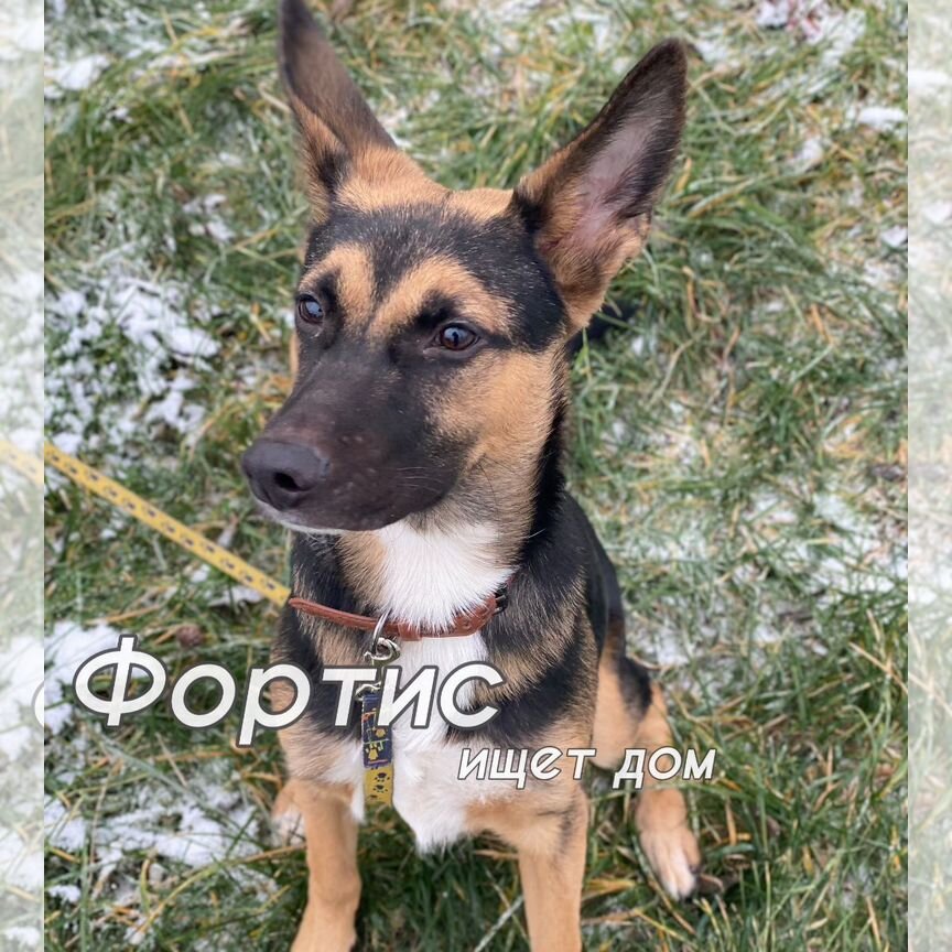 Щенок в добрые руки