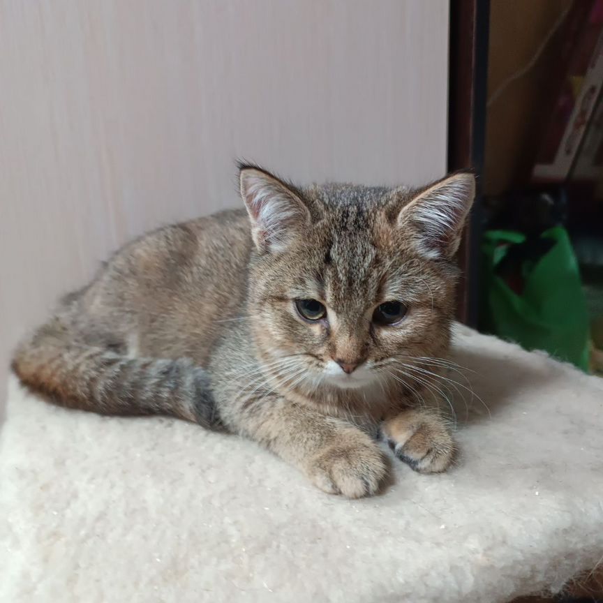Котята шиншилла