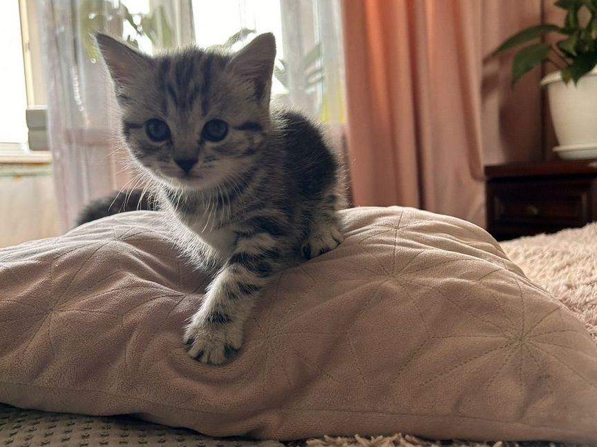 Отдам котят в добрые руки бесплатно две девочки