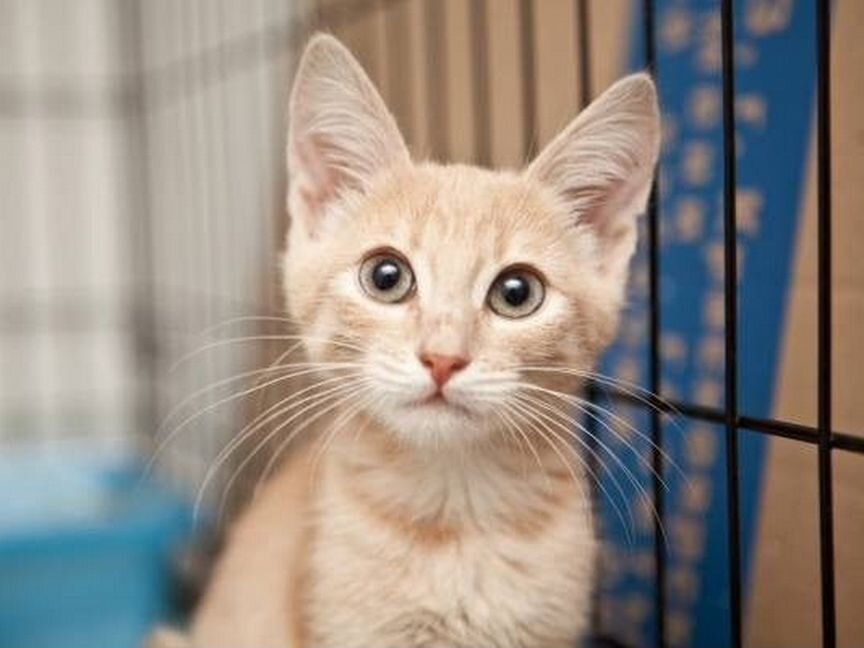 Необыкновенный котёнок Компот в добрые руки