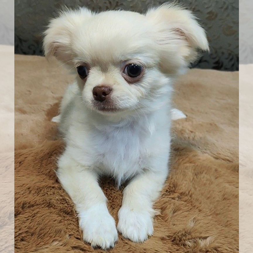 Чихуахуа, щенок